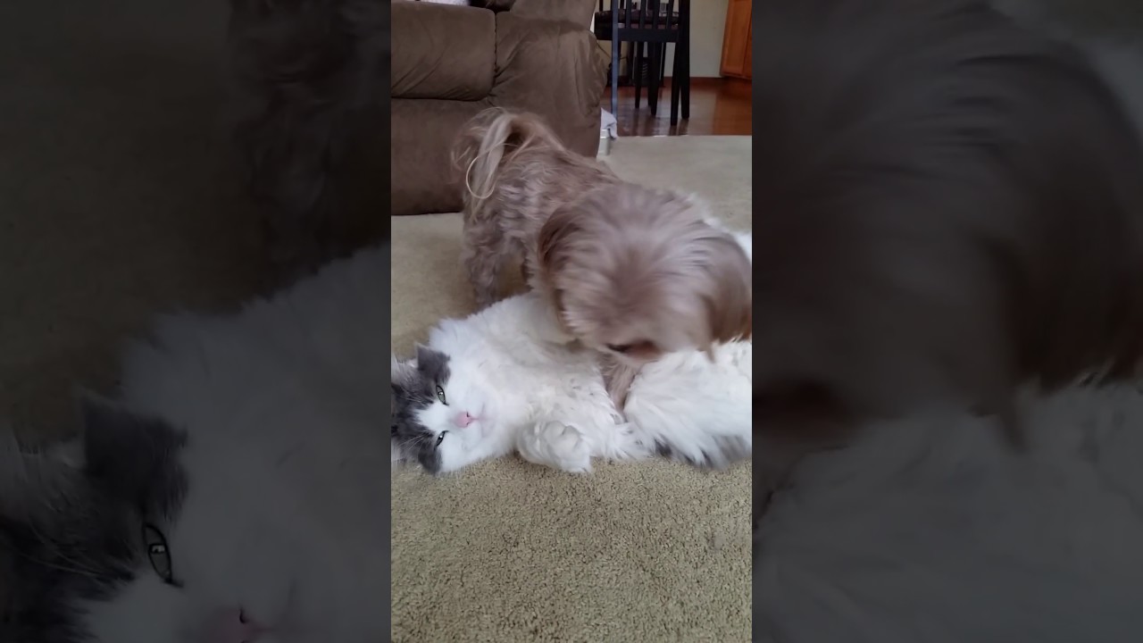 Cat takes dog for a ride - YouTube