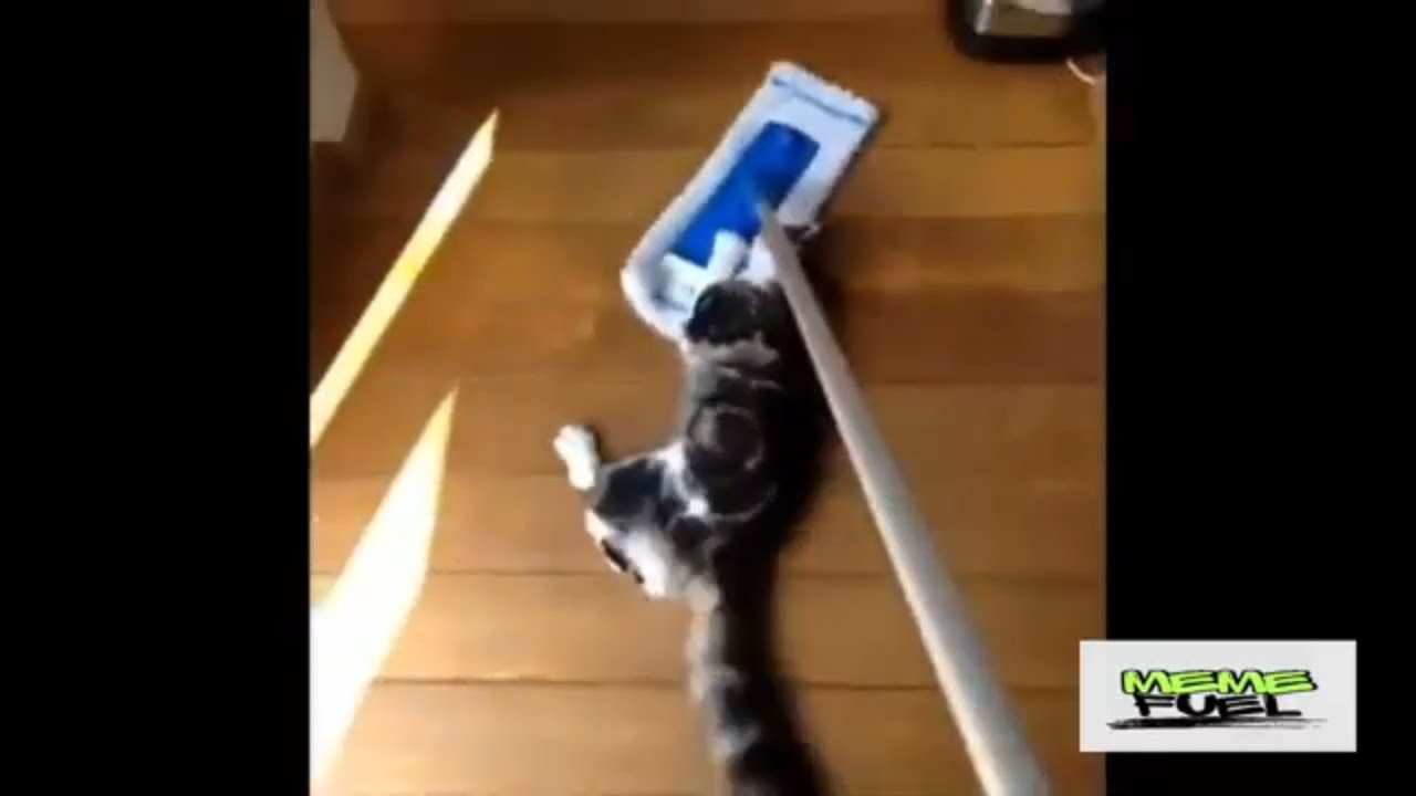 The BEST Cat Videos of The 2000s (Nostalgic) Part 2 - YouTube