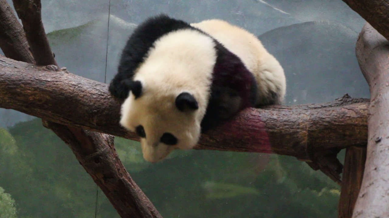 Panda Pooping From Tree at the Atlanta Zoo (The Daily Cheese #147 ...