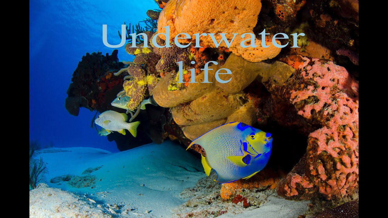 🐠Underwater Life🐠 Relax music! 4K Ultra HD Video - YouTube