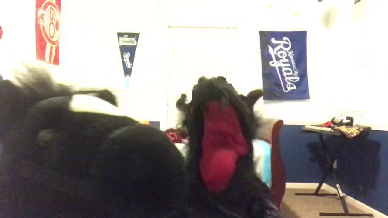The poopets are back!! - YouTube