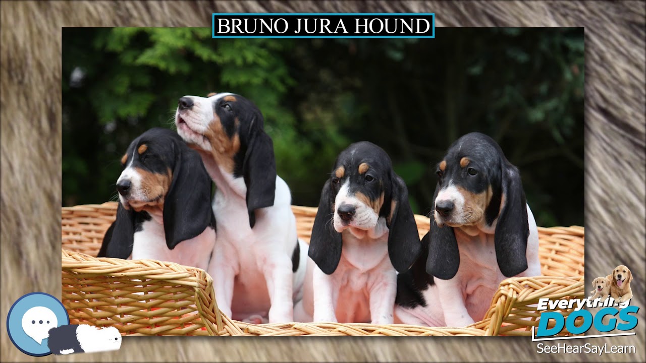 What Is The Temperament Of A Bruno Jura Hound