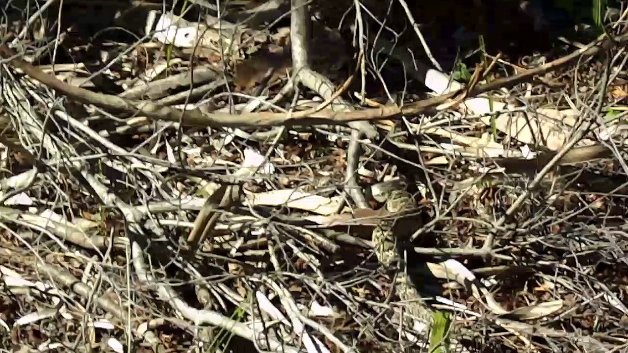 Rattlesnake slithering across the path - Caladesi Island - YouTube