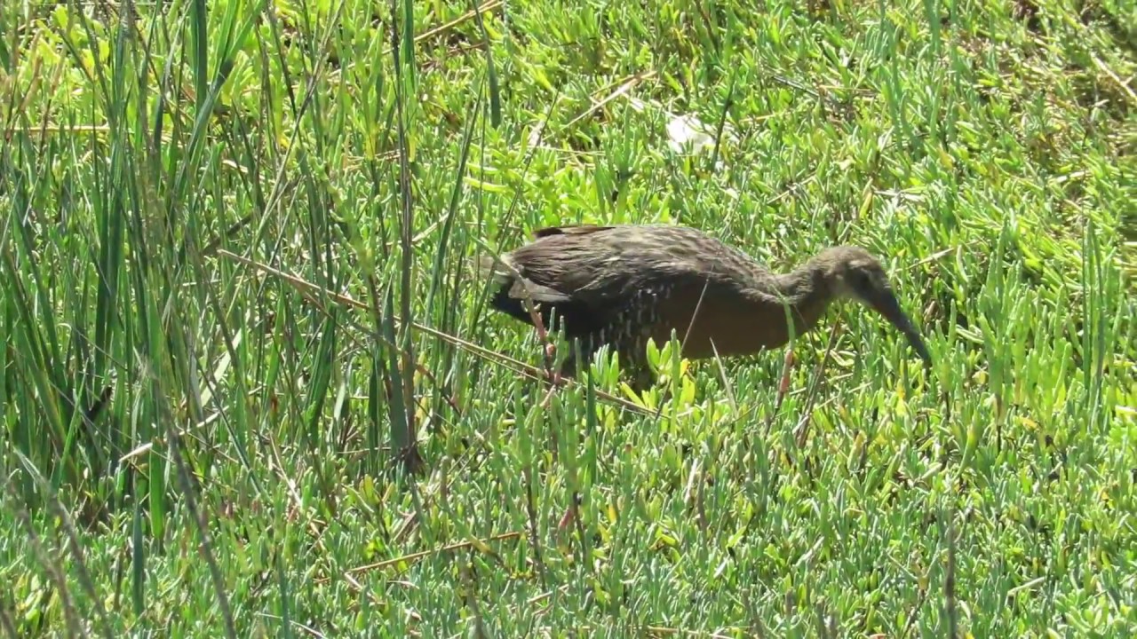 Ridgway's Rail (Rallus obsoletus levipes) (Light-footed) Feeding along ...