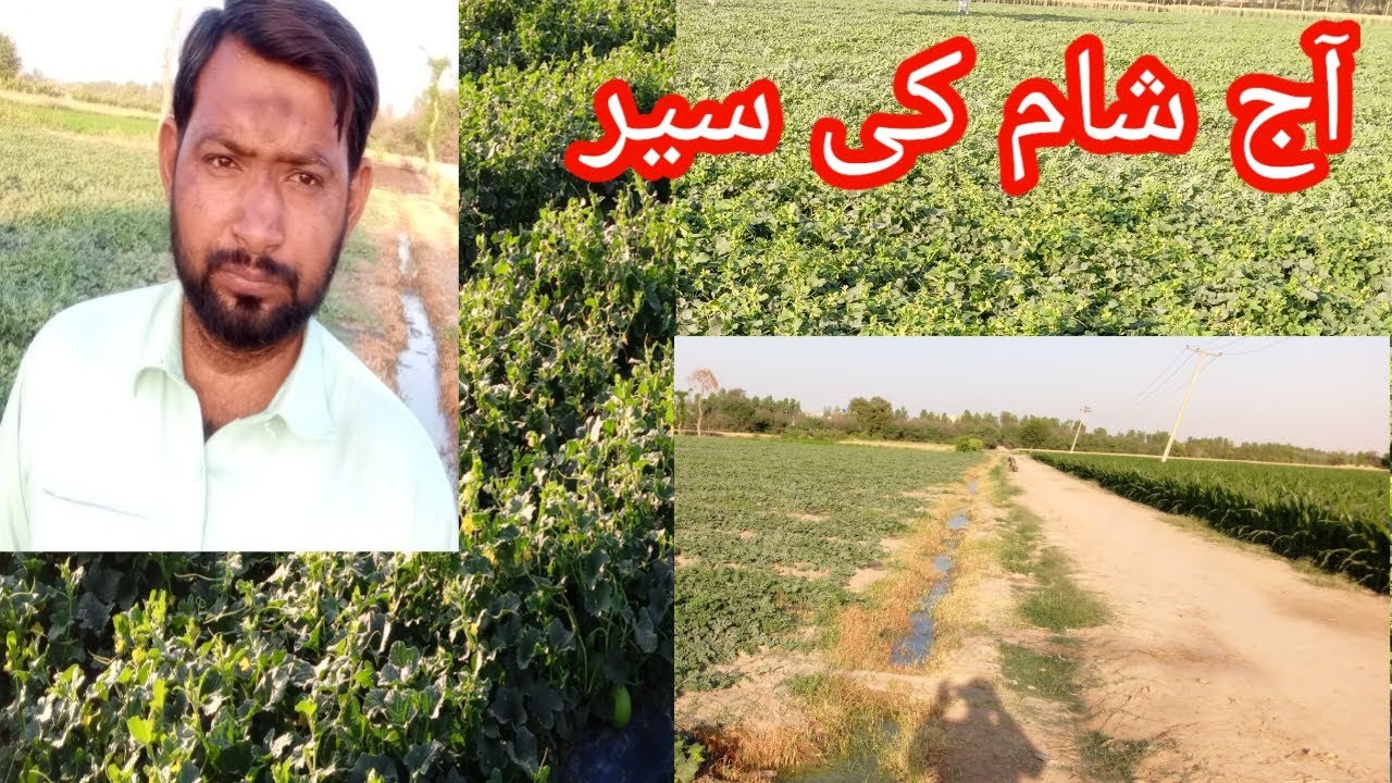 My evening routine in My village - YouTube