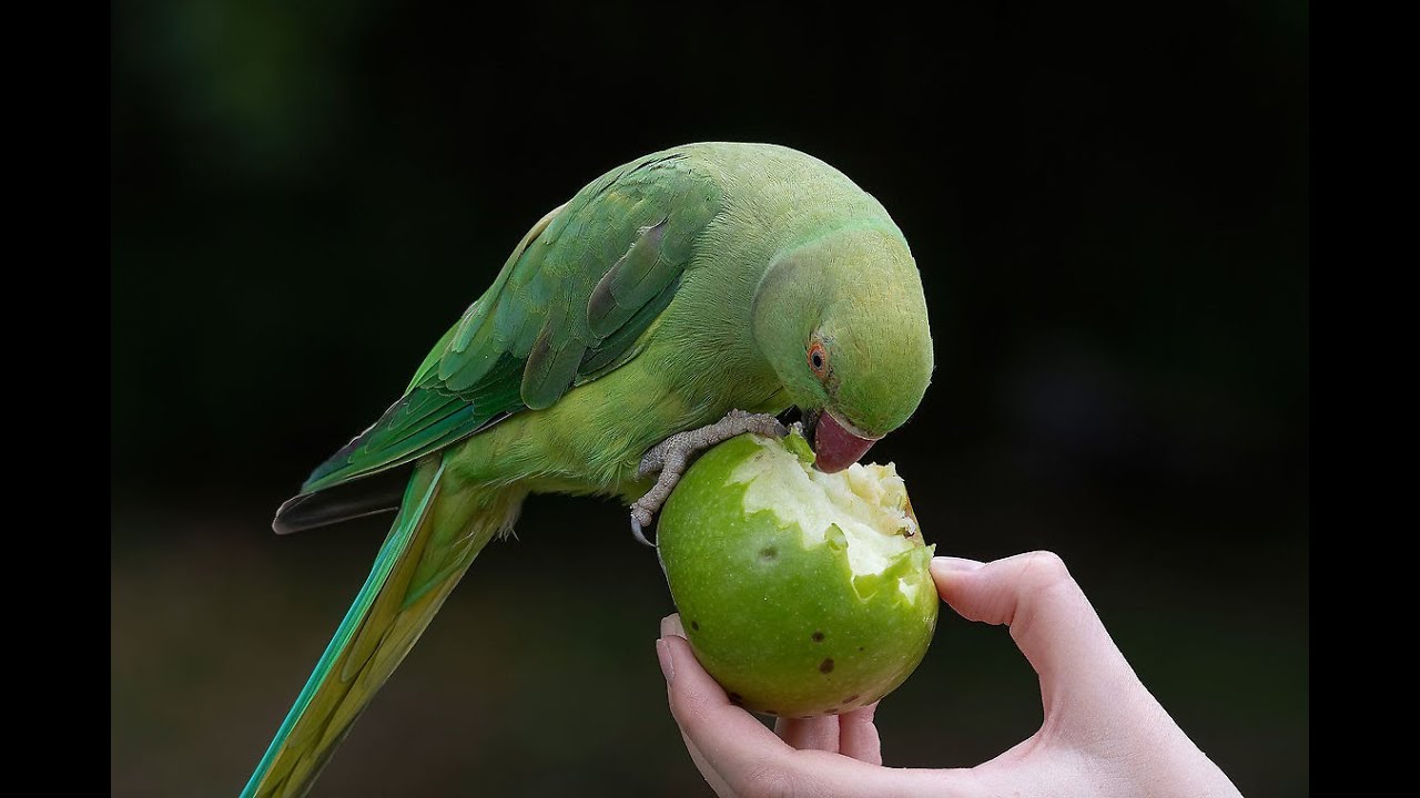 Parrot Eating guava fruit (आमरूद) Amrud | Amazing Talking Parrot video ...