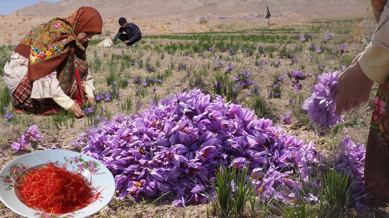 Harvest Saffron Flowers At Country Life in Iran & Make Saffron Spice ...