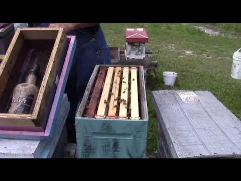 1420-3 / when honey bees out grow the hive. How to put the bees in a DD ...