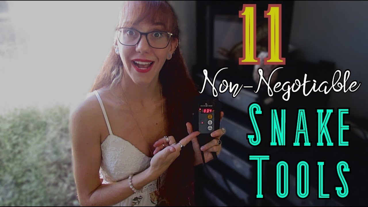 11 Non-Negotiable Snake Tools | Probing My Snake! | Ball Pythons | Beginner Reptile Guide - YouTube