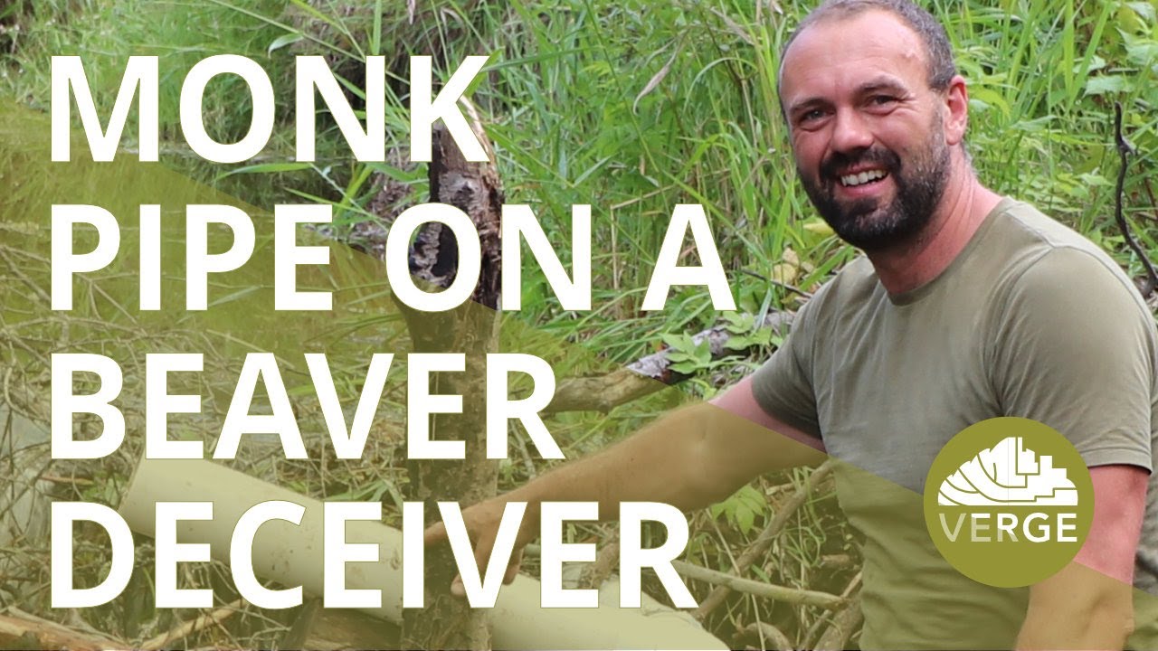 Monk Pipe on a Beaver Deceiver: Better For The Beavers And The Land ...