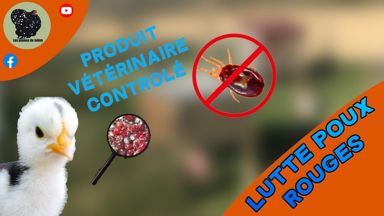 Exzolt : la révolution contre les poux rouges - YouTube
