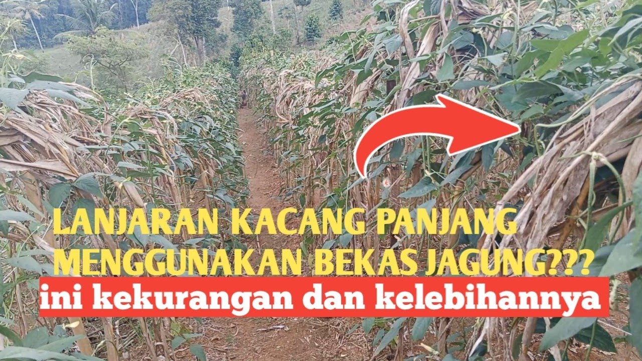 POHON JAGUNG UNTUK LANJARAN?? begini kurang lebihnya#lanjaran# ...
