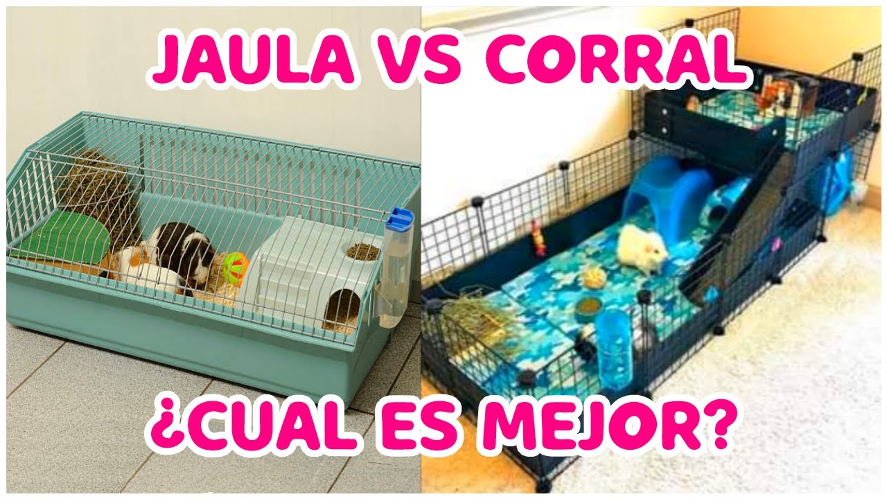 CUAL ES LA MEJOR JAULA PARA CUYOS | Jaula para cobayas C&C CYC - YouTube