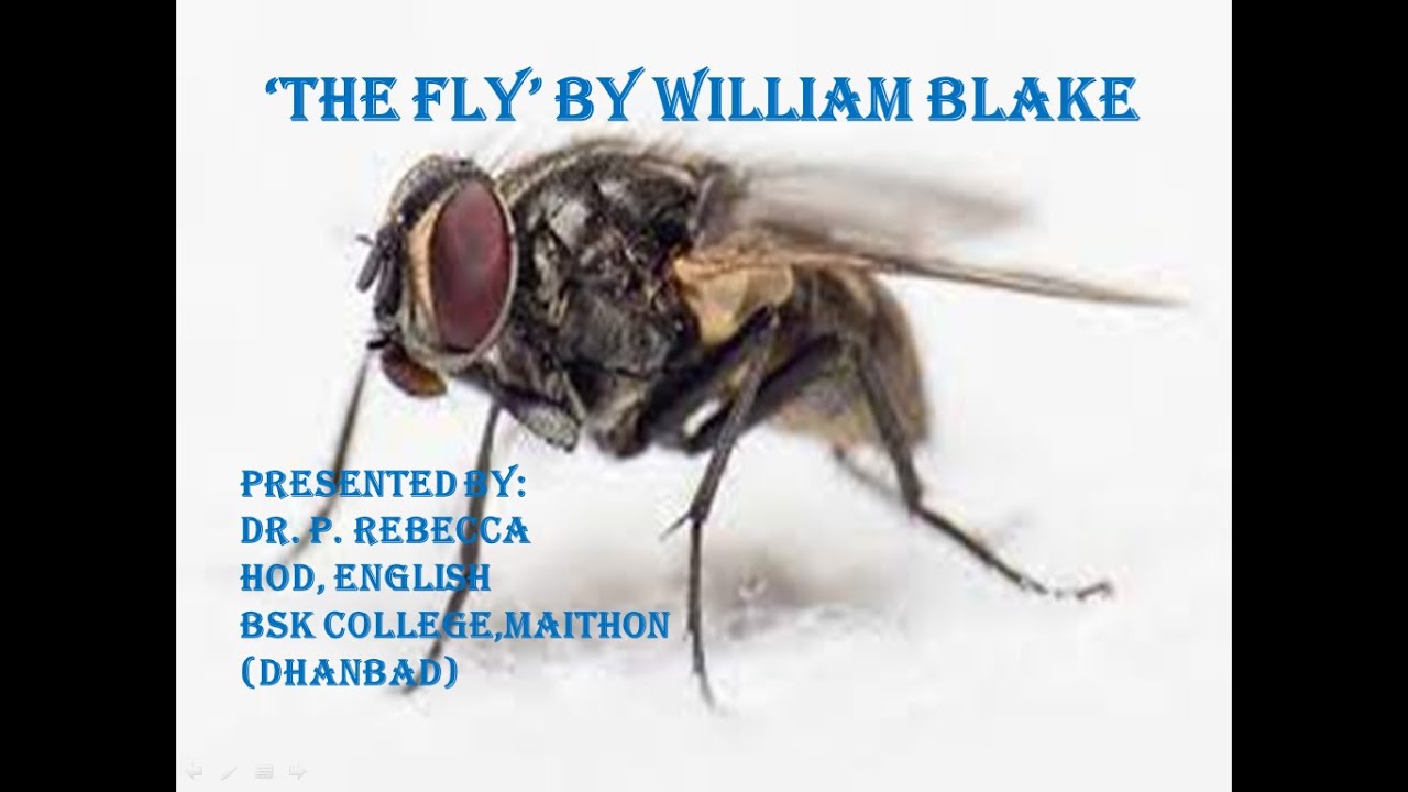 'The Fly' by William Blake - YouTube