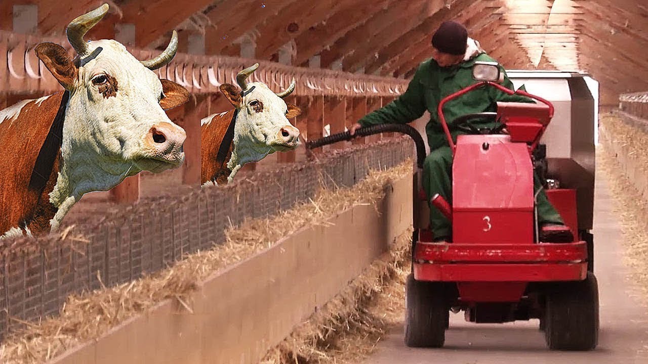 New Hybrid Cow Modern Milking Cows Pretty Farm Feeding Milk - YouTube