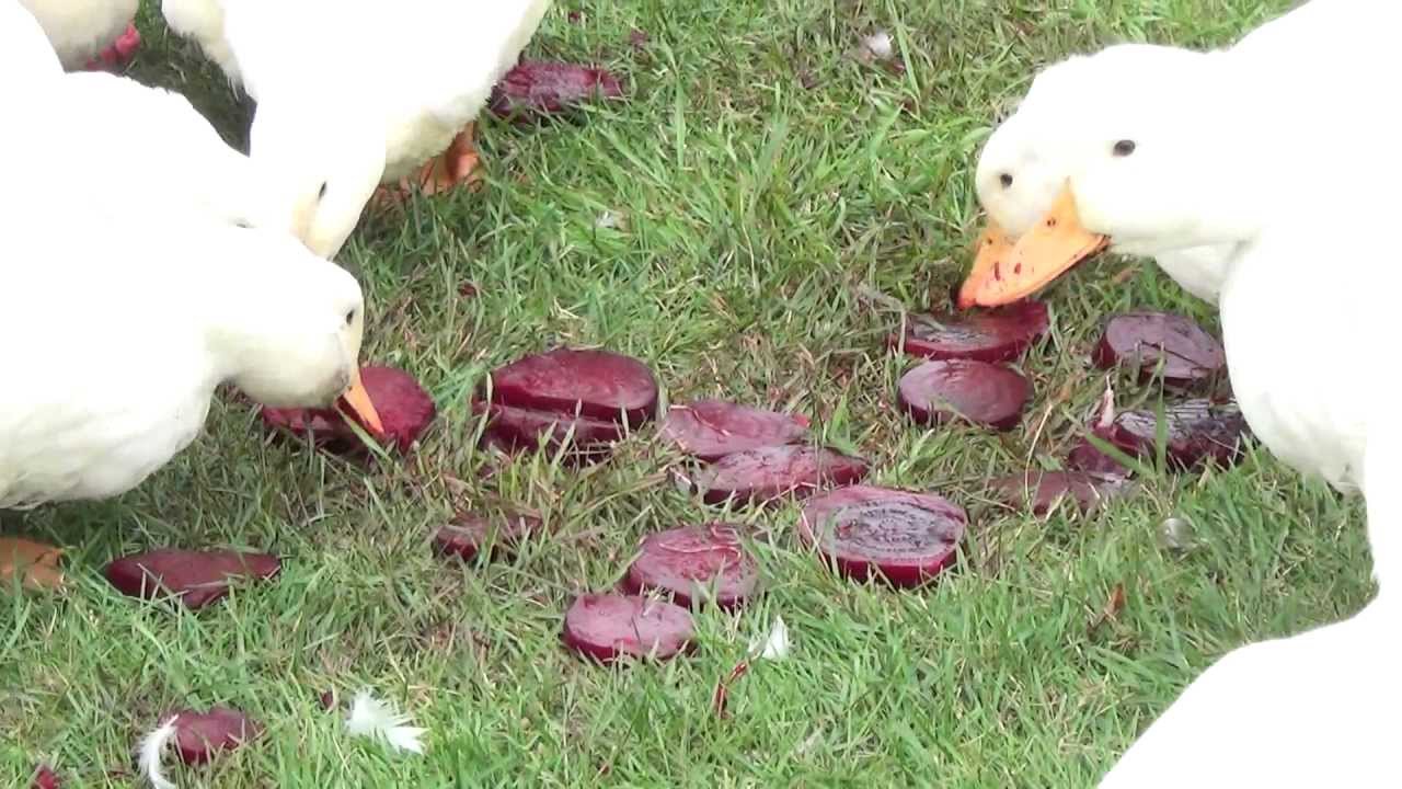 Spoiled Ducks & Chickens Taking Me For Granted Now #50 Raising Ducks ...