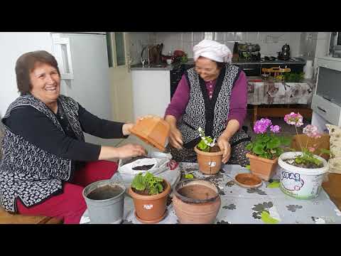 Arkadaşlık  çiçeklerden daha önemlidir