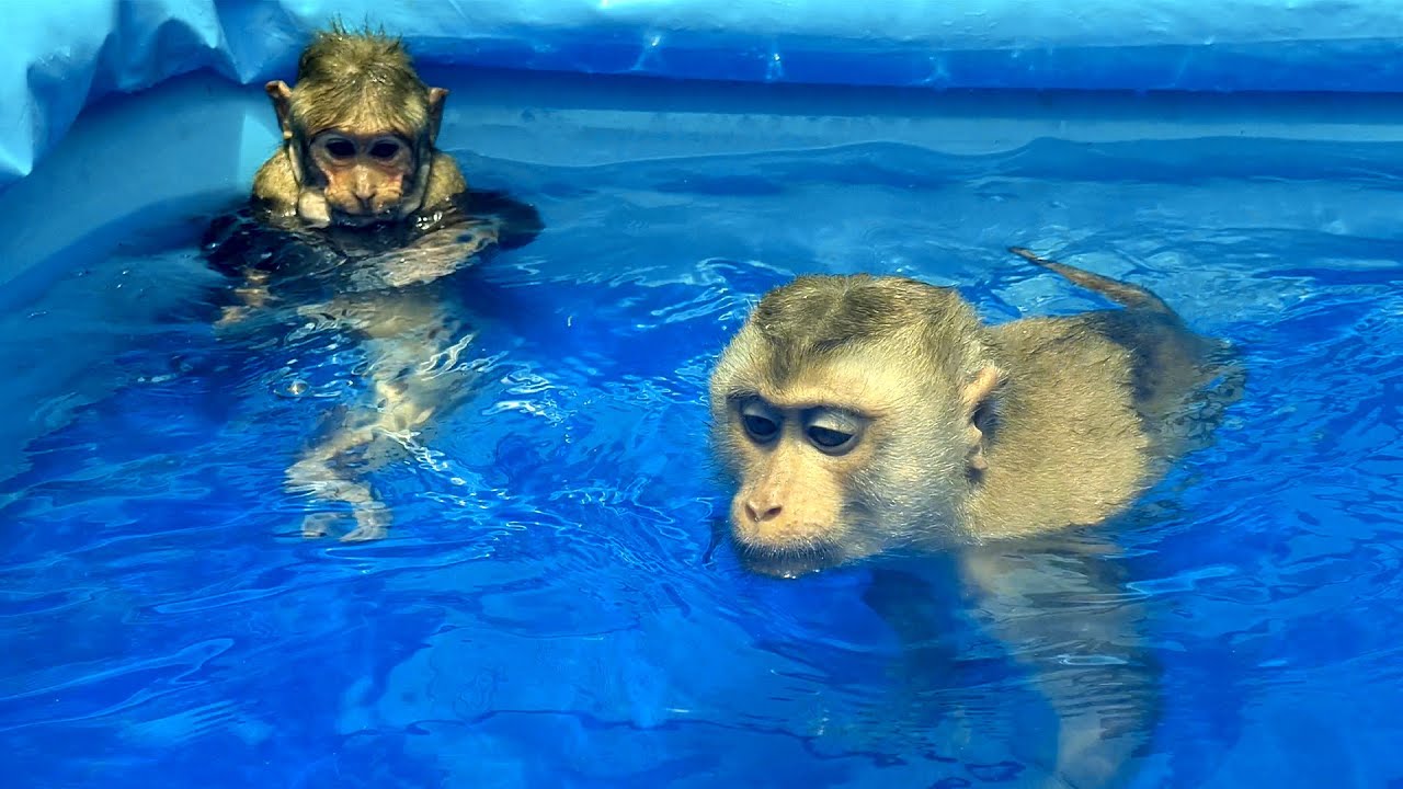 Smart baby monkey bathing in cool swimming pool - YouTube