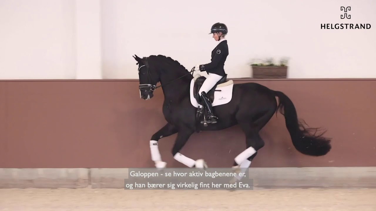 Danciero by Dancier / Floriscount - stallion born 2016 DK - YouTube