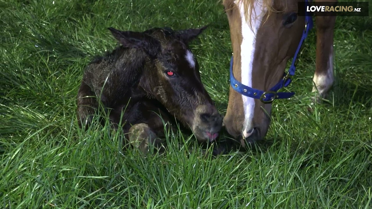 Foaling season has arrived - YouTube