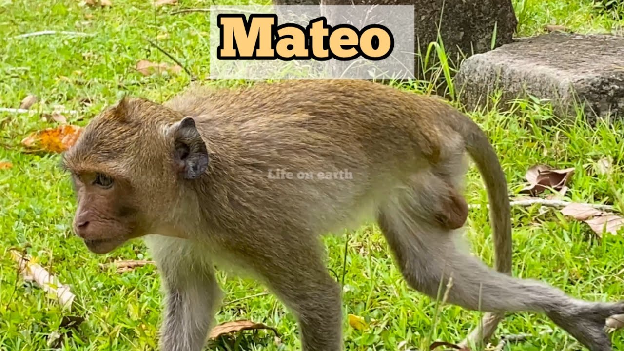 New update of little monkey Mateo . - YouTube