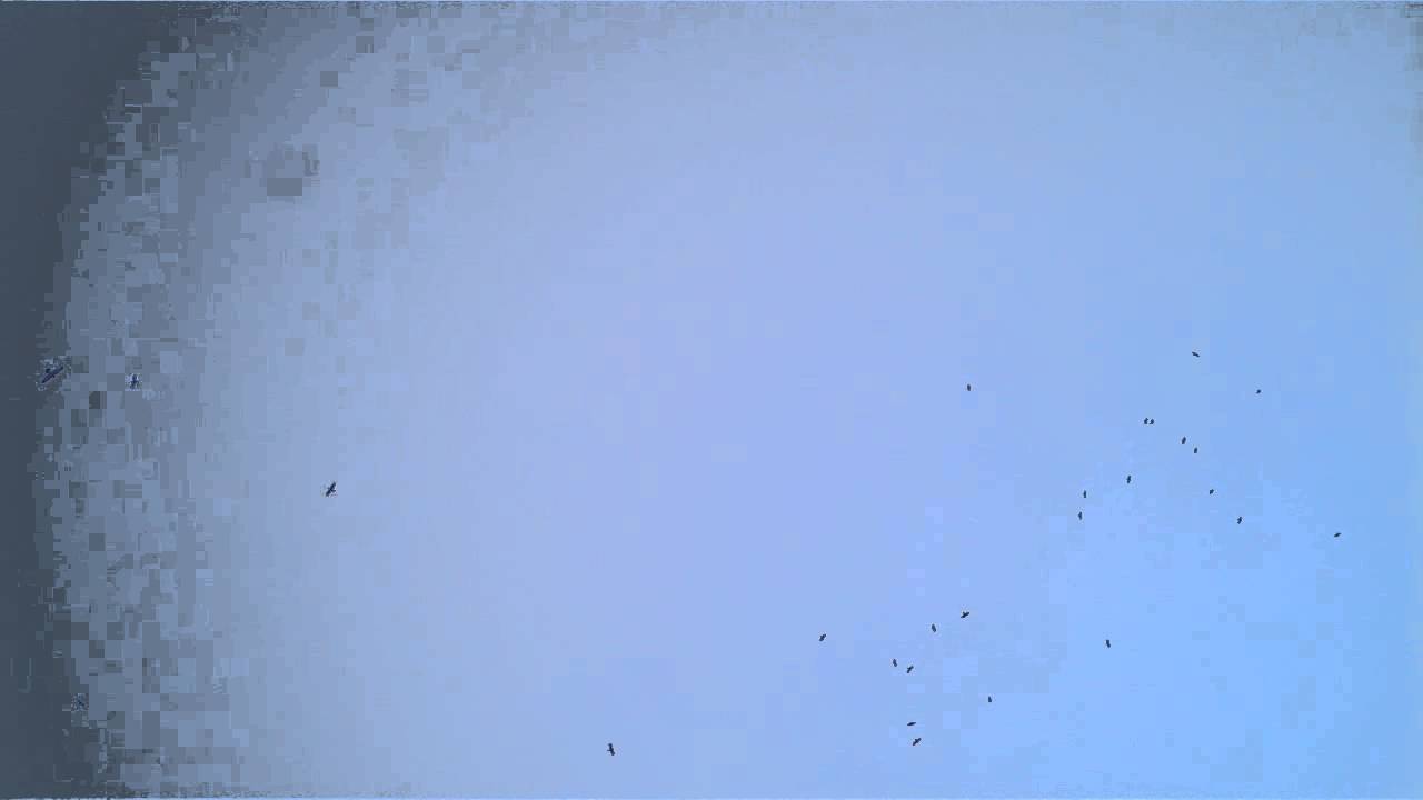 50 Ravens Riding The Thermals - YouTube