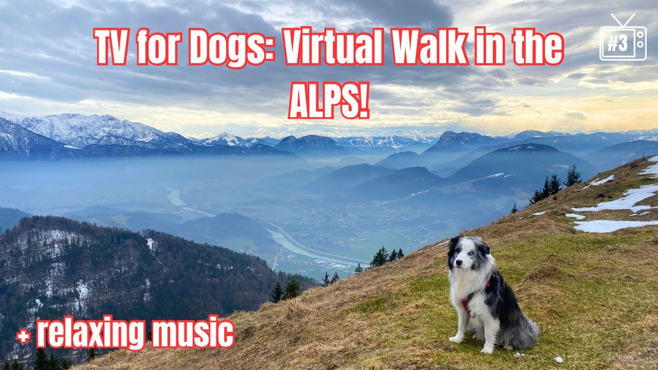 4K Dog TV: Dog POV Mountain Walk, Enhanced Color for Dog Vision, Anti ...