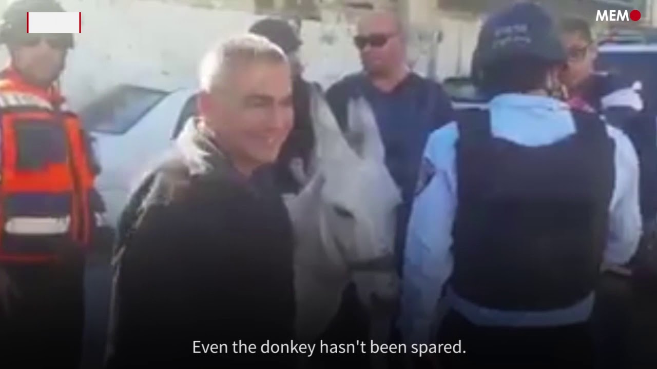 Israeli forces arrest donkey in East Jerusalem - YouTube