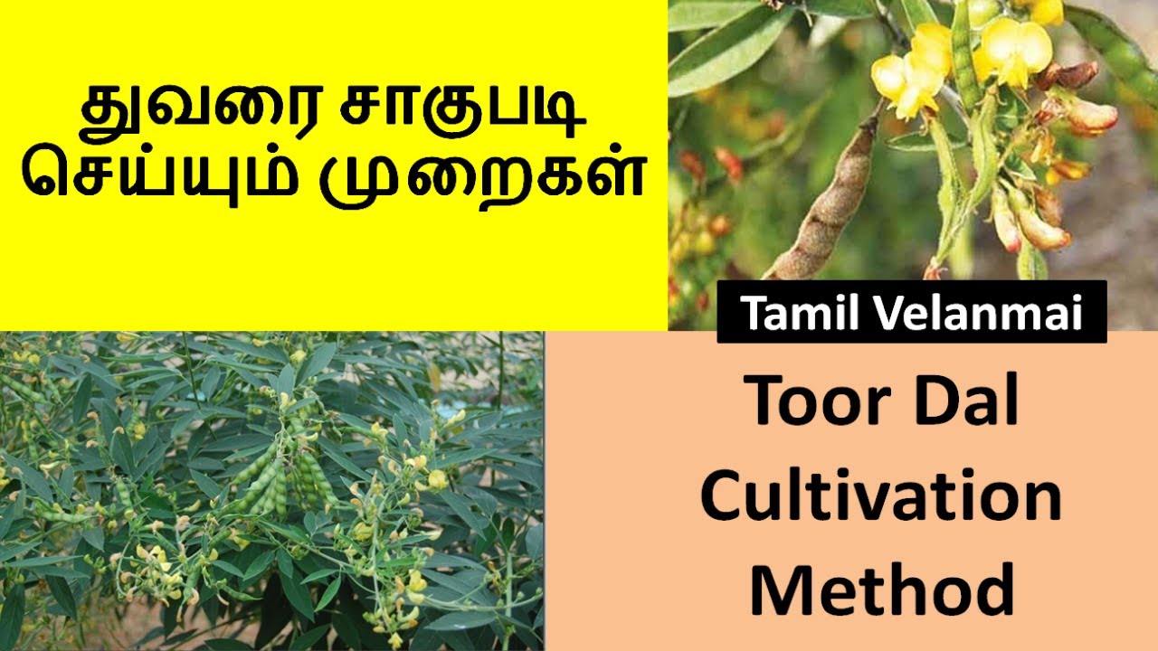 Toor Dal Cultivation || துவரை சாகுபடி செய்யும் முறைகள் || Tamil ...