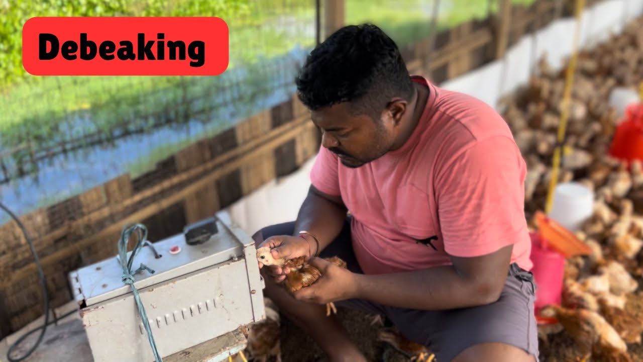 How to Debeaking Layer Birds / Fowl Pox vaccine / Day#31 - YouTube