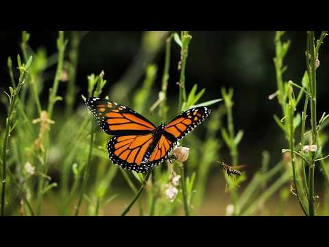 What Insects Attack Monarch Butterfly Drying Its Wings