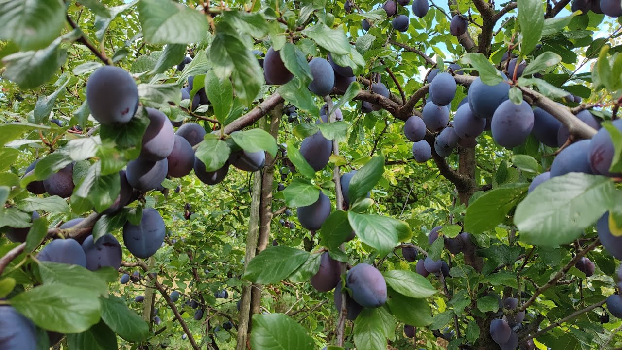 Modern Plum Farming | Modern Agriculture Technology - YouTube