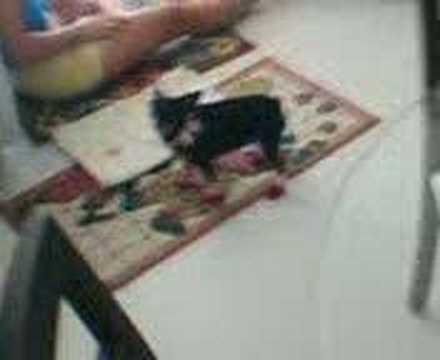 cachorro de tenis