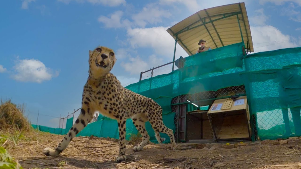 🐆 Walcome Back Cheetahs Kuno Palpur Wildlife Sanctuary Sheopur Sheopur Kuno National Park