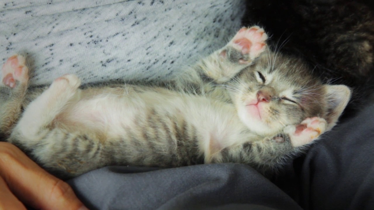 Fostering Orphan Kittens - YouTube