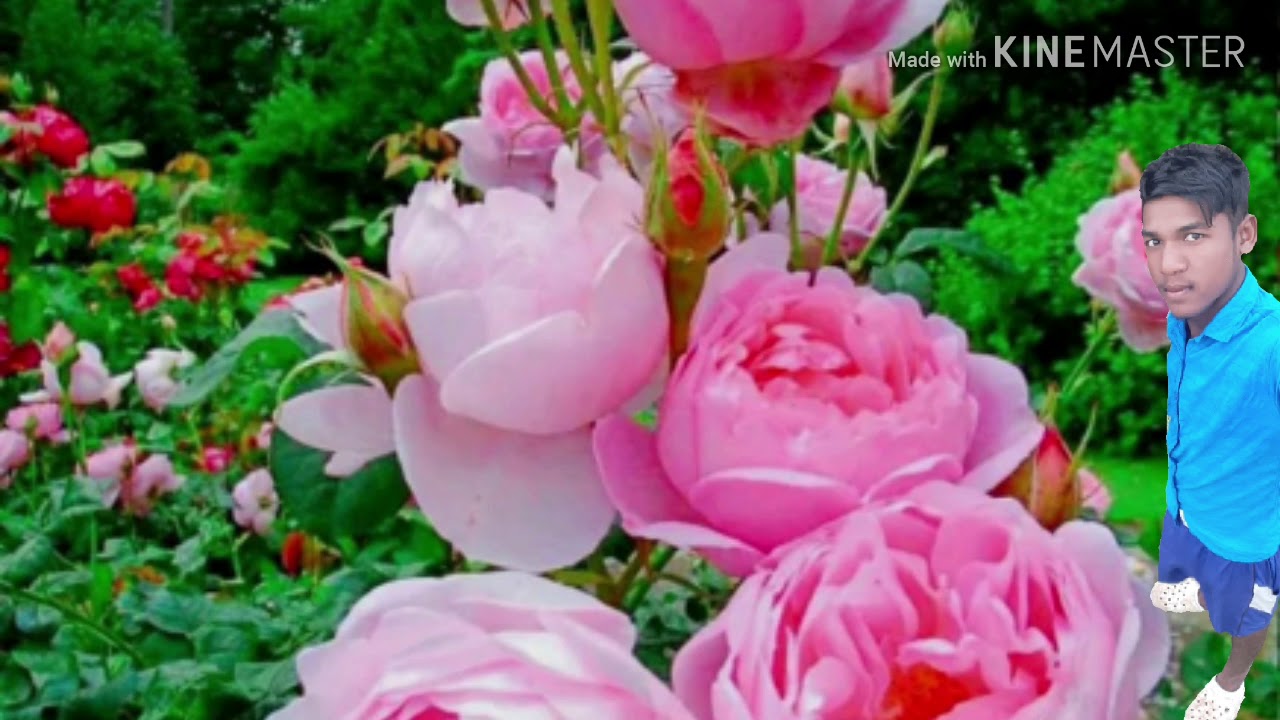 New Santali Album Video Song - YouTube