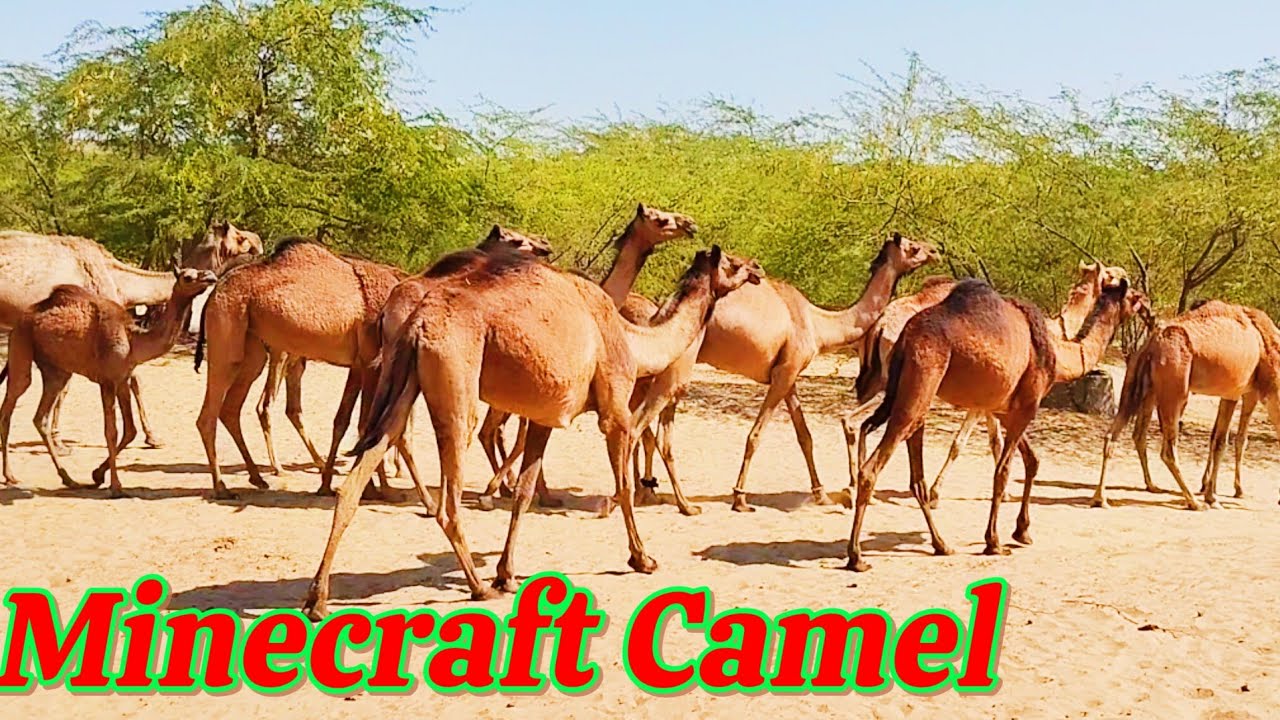 Taming Camels in the Minecraft Desert! | How Do You Tame A Camel In The ...