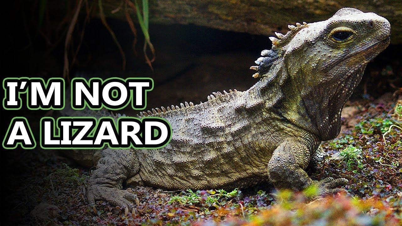 Tuatara Facts Lizard Look a likes Animal Fact Files YouTube tuatara-facts-lizard-look-a-likes-animal-fact-files-youtube