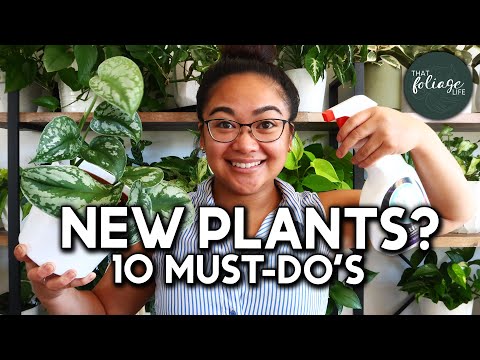 How To Take Care Of Assorted Foliage