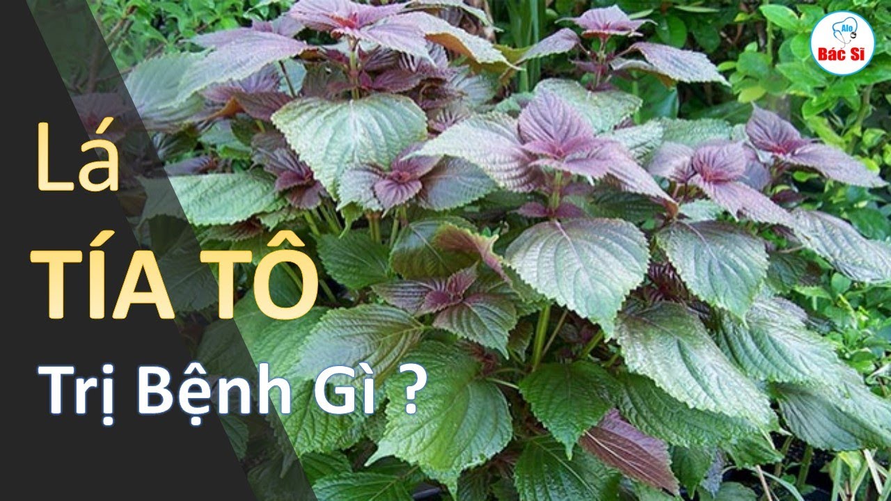 Lá Tía Tô Trị Bệnh Gì ? Cách nấu nước lá Tía Tô đúng cách - YouTube