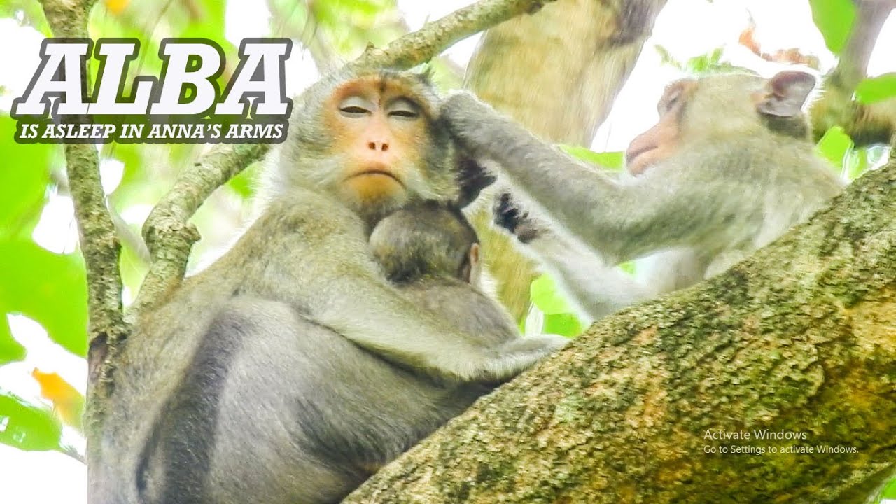 Alsa checks sth to Anna while she is keeping her baby Alba asleep in ...