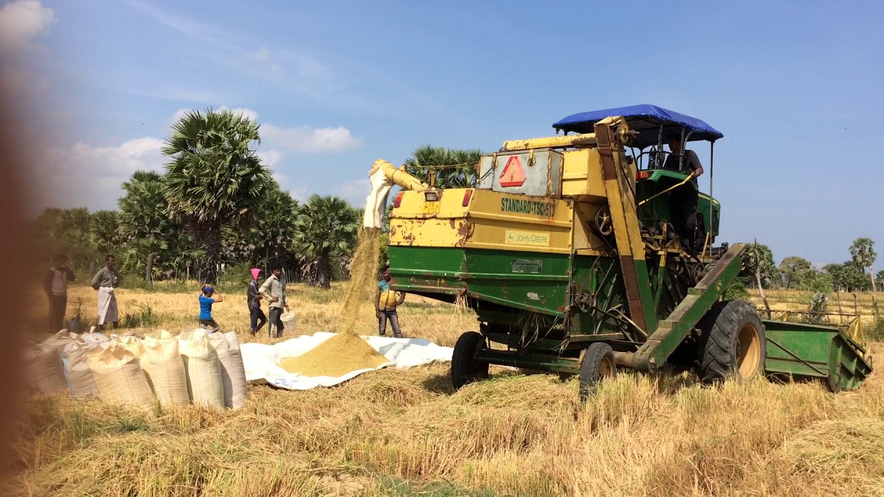 Paddy harvesting - YouTube