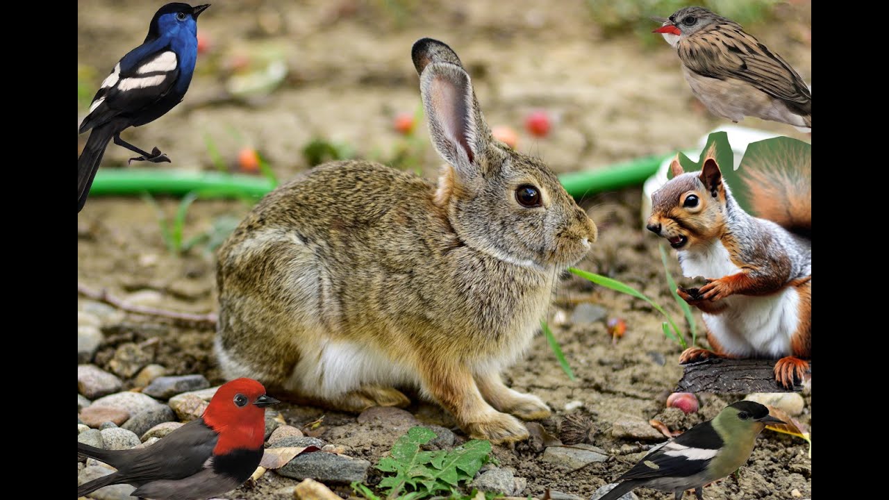 Squirrel Bird Rabbit WildLife Live Cam - YouTube