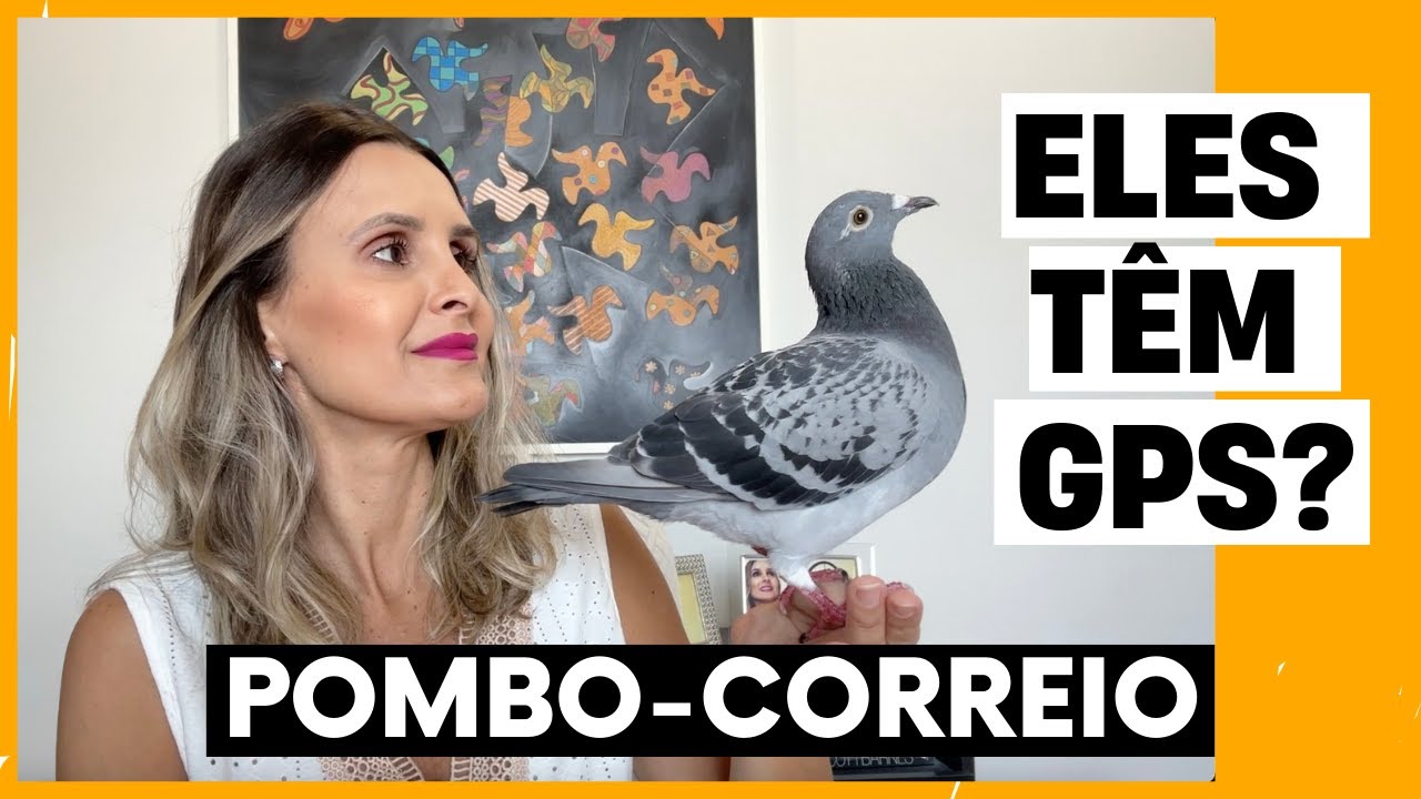 COMO FUNCIONA UM POMBO-CORREIO? - YouTube