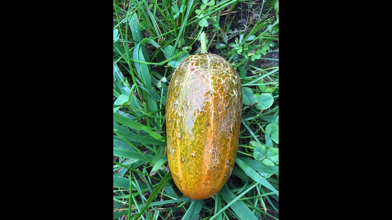 sikkim traditional cucumber/ sikkim cucumber - YouTube