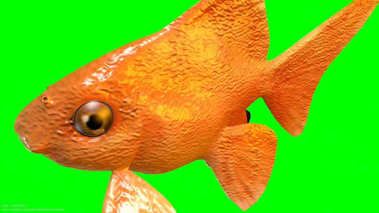 goldfish 3D ANIMATION 1080p s01r01 green screen - YouTube