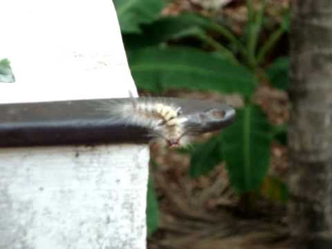 Choriyan Puzhu - YouTube