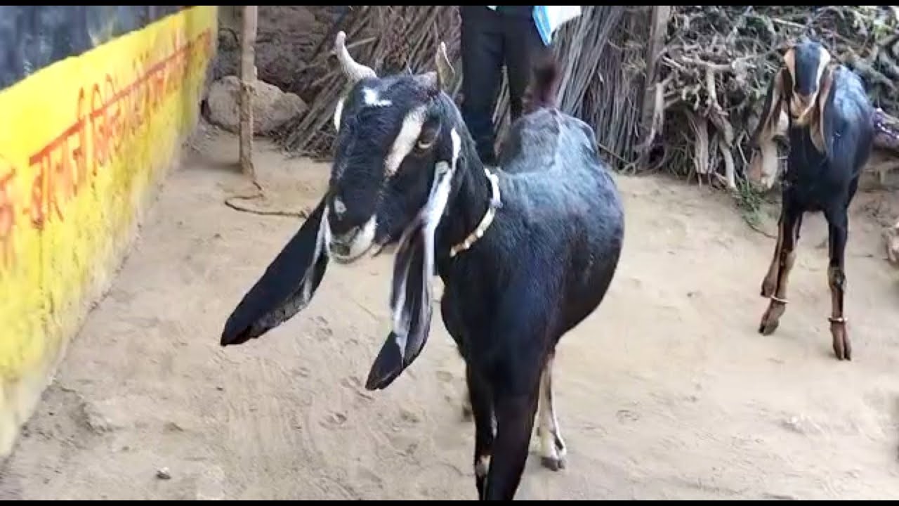 Kota Female 14/15 inch Kaan 2 month Gaban available MK Goat farm - YouTube