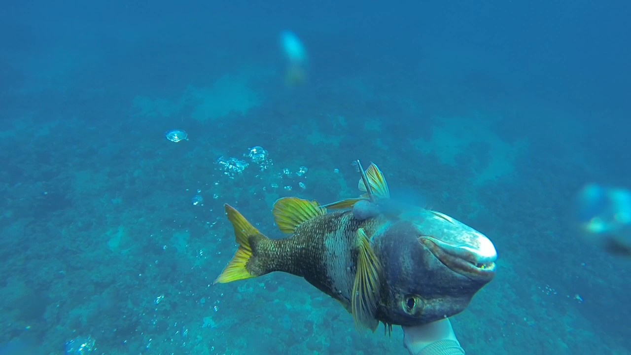 Madagascar 2016. Mérous,capitaine,carpe rouge et gueule pavé. - YouTube