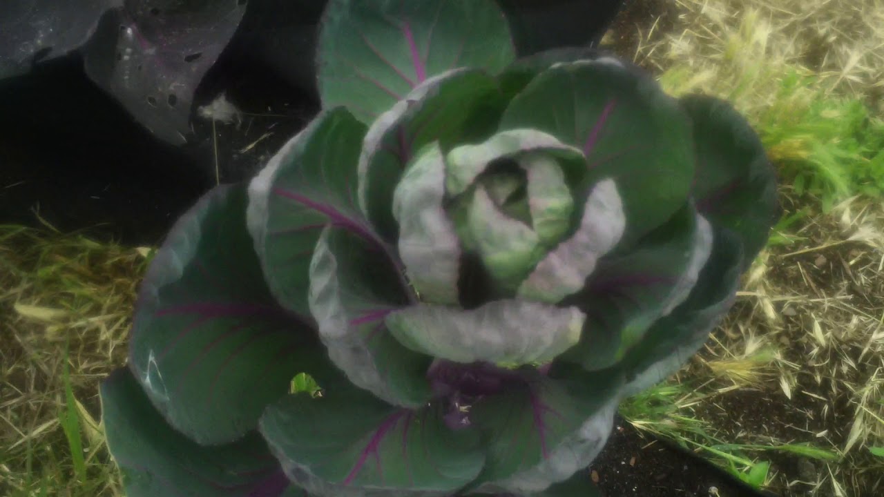 BRUSSELS SPROUTS RED RUBINE ORGANIC MAY 2019 - YouTube